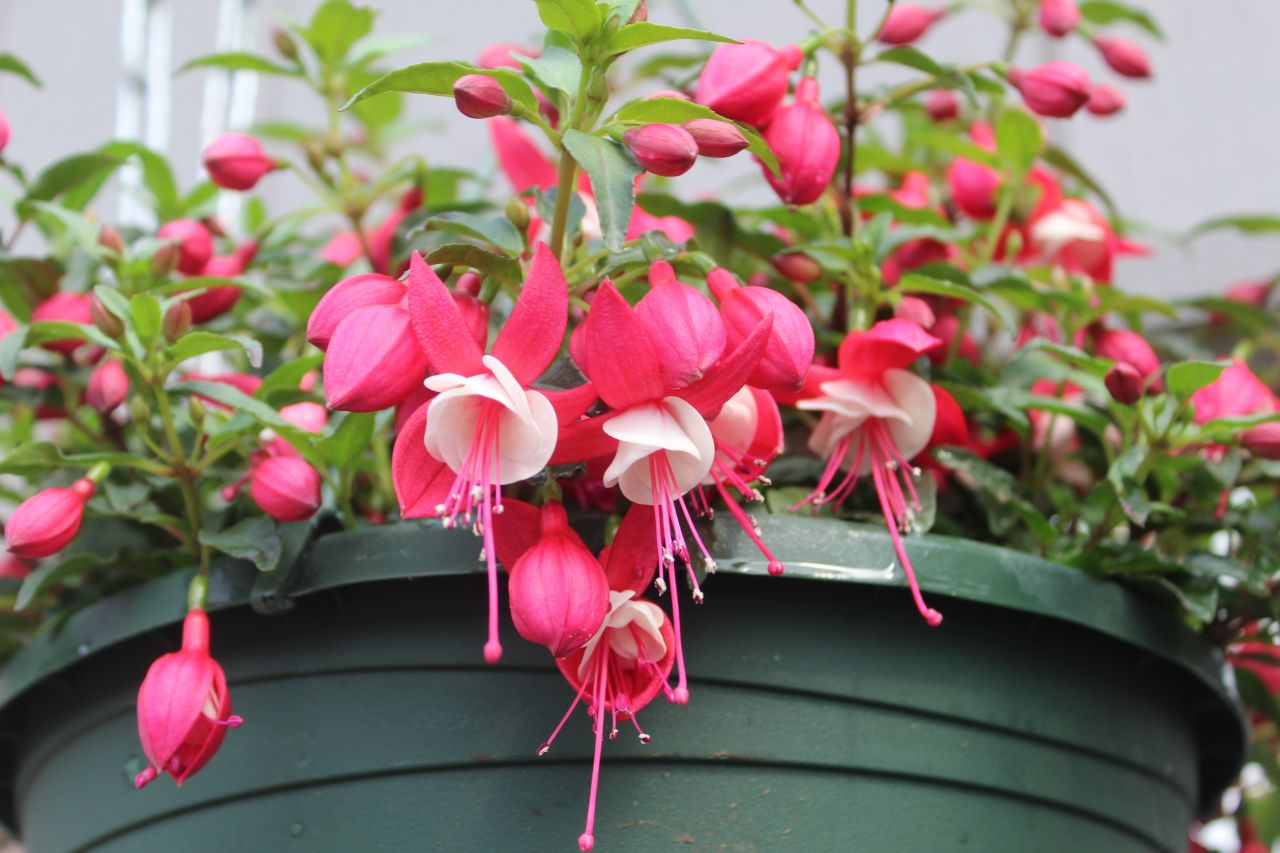 Products – Bauer's Market & Garden Center